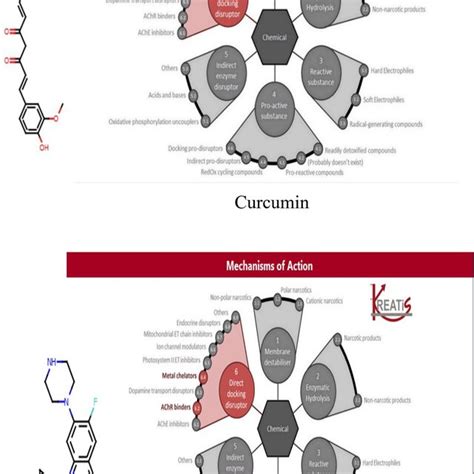 Mode Of Action Of Curcumin And Ciprofloxacin Download Scientific Diagram