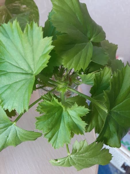 Свежесрезанные черенки королевской пеларгонии 100 руб 2025 Растения Цветы Рассада