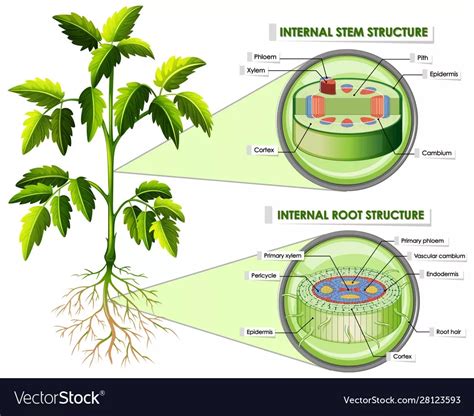 Diagram Showing Stem And Root Structure Vector Image