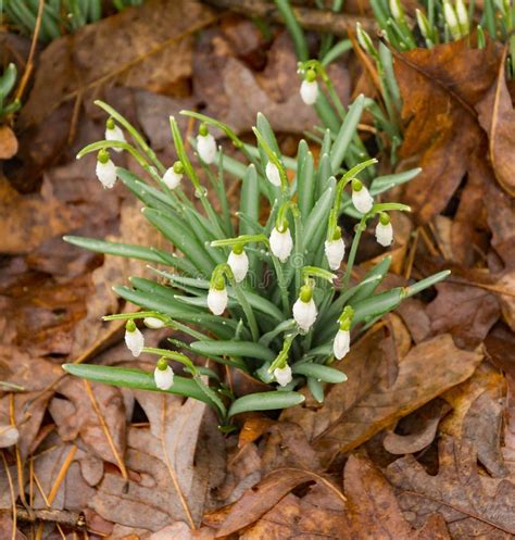 Colony Of Snowdrops Galanthus Nivalis Stock Image Image Of