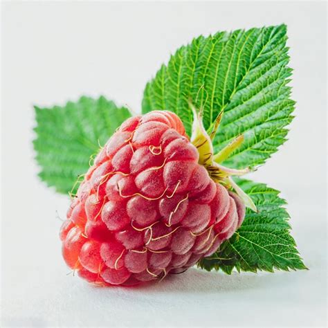 Premium Photo Raspberry Fruit Background Red Three Leaves Bunch Leaf Fresh Sweet Design Food
