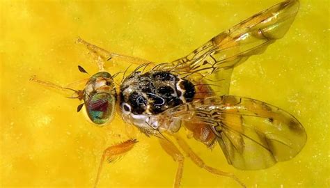 Mango Tree Diseases Pests And Problems Top Issues And Fixes