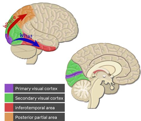 Extrastriate Visual Cortex Daily Anatomy Magnetic Resonance Image