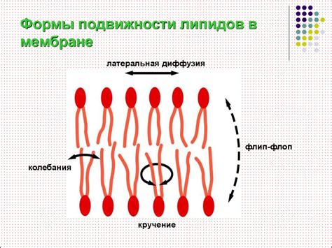 Строение, функции и свойства мембраны - online presentation
