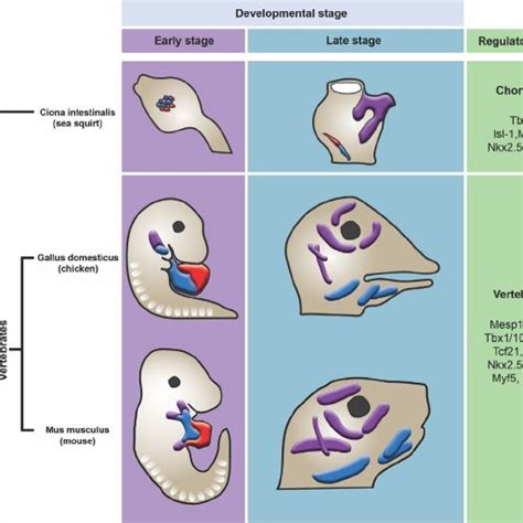 Neural Crest Cell Ablation Procedures A Anterior Cranial Ncc