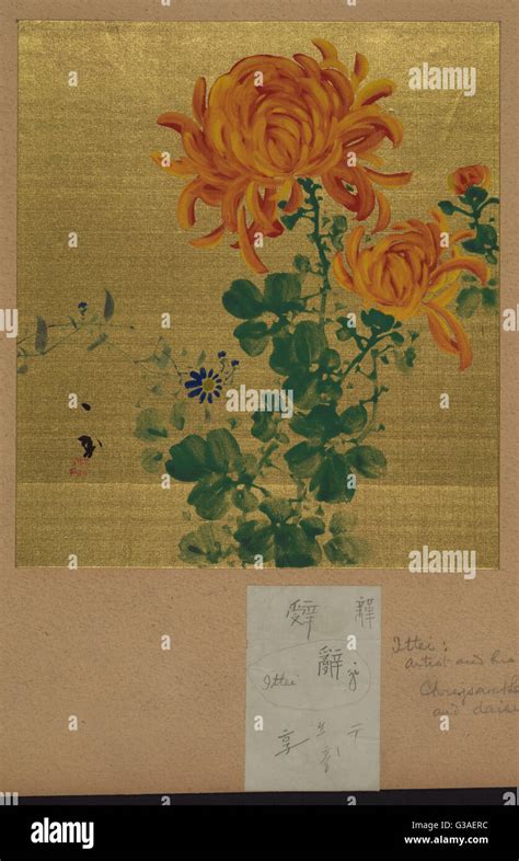 Chrysanthemum Shows Hi Res Stock Photography And Images Alamy