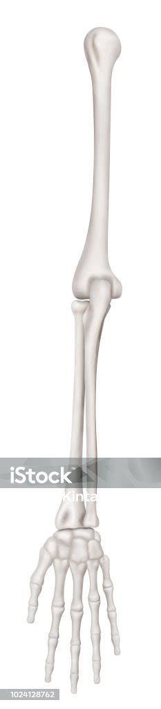 인간의 팔과 팔 뼈인간의 해부학과 의학 개념격리 흰색 바탕에 스켈레톤에 대한 스톡 사진 및 기타 이미지 스켈레톤 손 인간의 골격 Istock