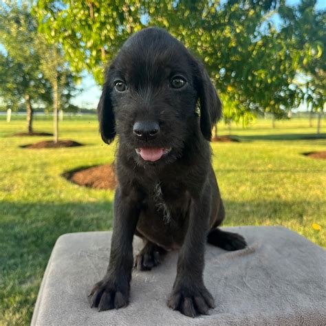 Cece Pudelpointer Puppy For Sale In Nappanee In Lancaster Puppies