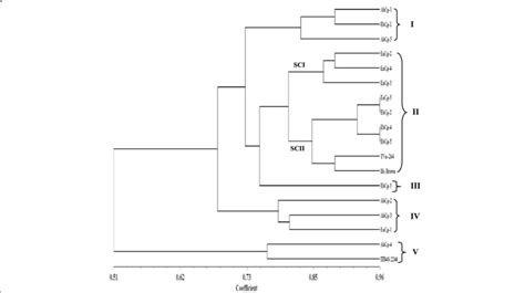 dendrogram of 18 vigna unguiculata amplified with inter simple sequence