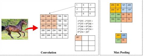 illustration of convolution and max pooling download scientific diagram
