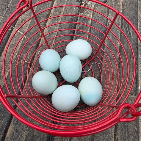 10 Ermine X Ermine Ameraucana Hatching Eggs Nichols County