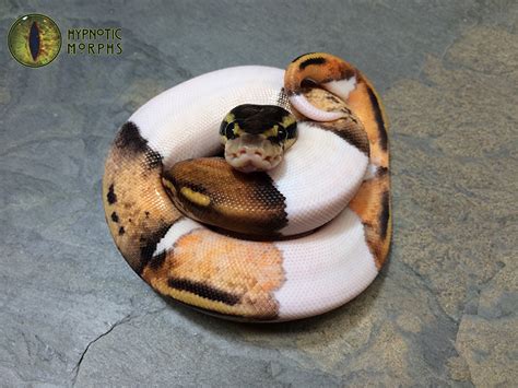 Black Pastel Enchi Pastel Pied Morph List World Of Ball Pythons