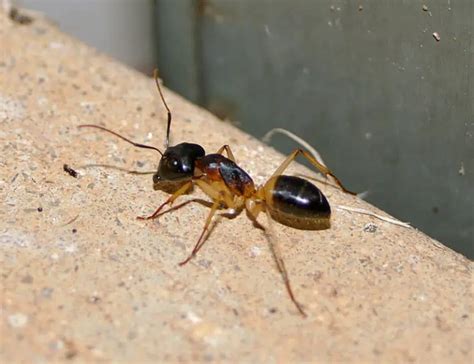 Different Types Of Ants Species Pictures And Identification