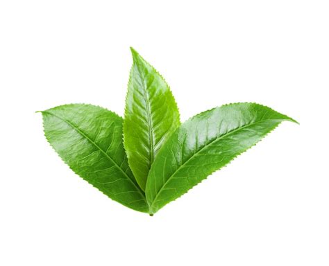 화이트에 녹차 잎 프리미엄 사진