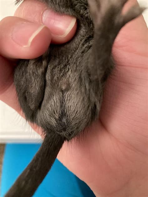 Please Help Me Sex This Gerbil Rgerbil