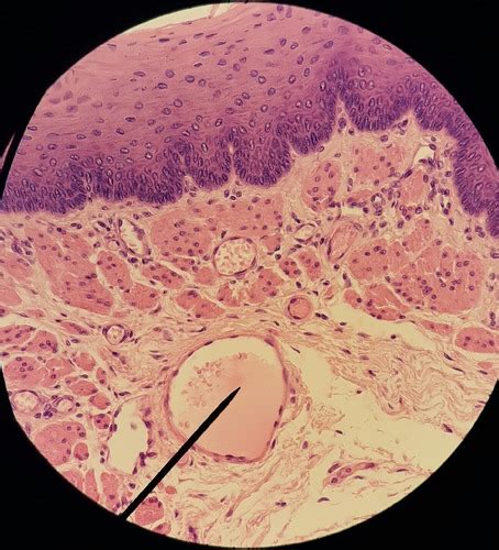 Tissues Histology Lab Exam 1 Flashcards Quizlet