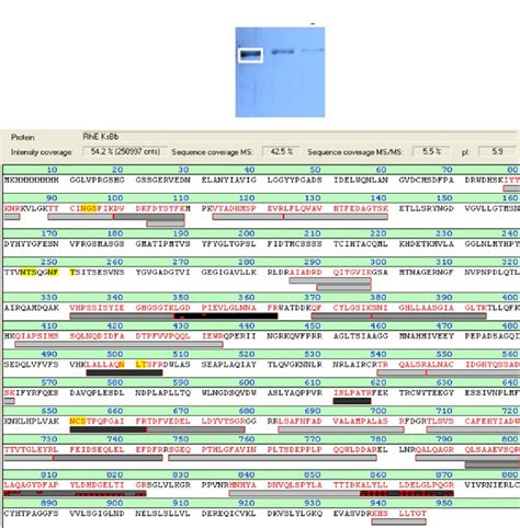 Figure S8 1 Tryptic Mass Fingerprinting Of Ks B After Incubation With Download Scientific