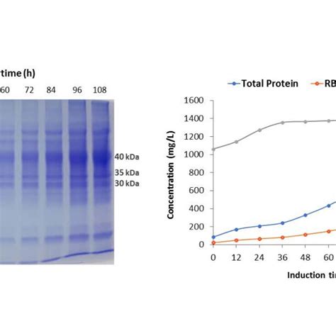 Sds Page Analysis And Production Parameters Of Samples From The