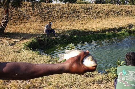 Kalimba Reptile Park Operates A Mono Sex Culture They Only Keep Male… Infobwana Ltd