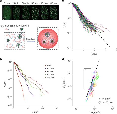 Synthetic Nuclear Condensates Display Exponential Distributions As They