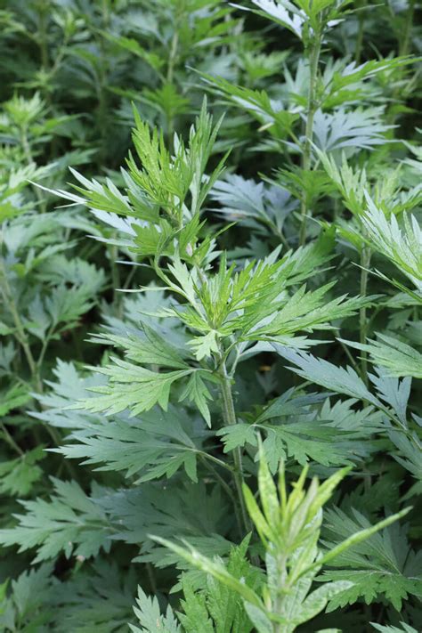 Mugwort Is A Plant Eaten By Invasivores It Is An Edible Herb But Is