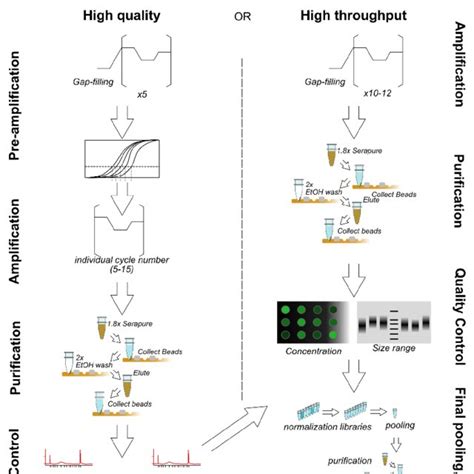Pdf Low Cost And High Throughput Rna Seq Library Preparation For