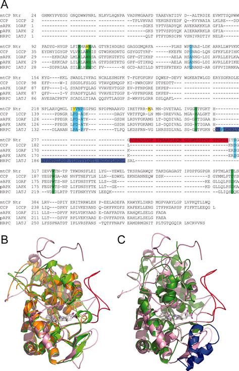 Crystal Structure Of Mycobacterium Tuberculosis Catalase Peroxidase Journal Of Biological