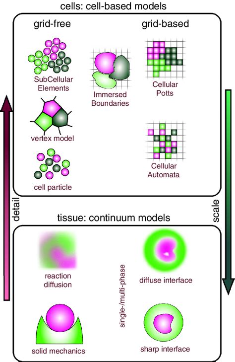 Overview Of Cell Based And Continuum Models For Biological Tissues Download Scientific Diagram