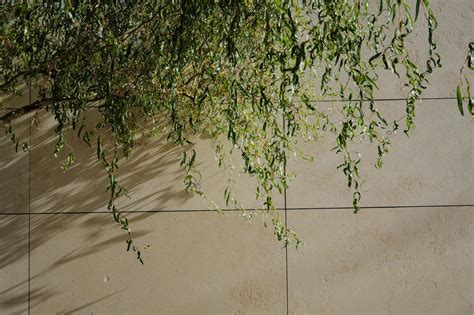 녹색 식물이 늘어진 미니멀리스트 벽 · 무료 스톡 사진