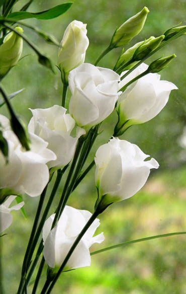 Lisianthus | Посадка цветов, Цветы, Красивые розы