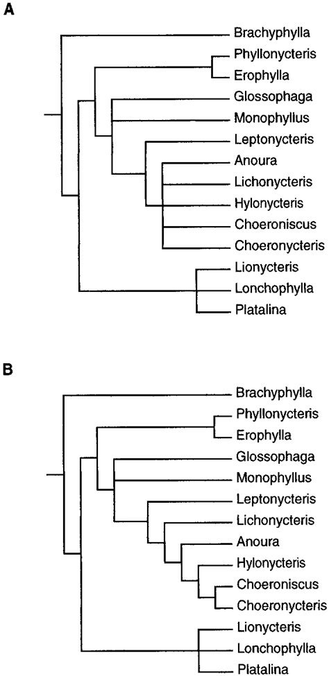 Fig 15 A In Phylogeny Of Phyllostomid Bats Mammalia Chiroptera