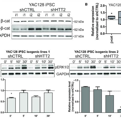 effects of mutant htt knockdown on wnt pathway in human ipscs