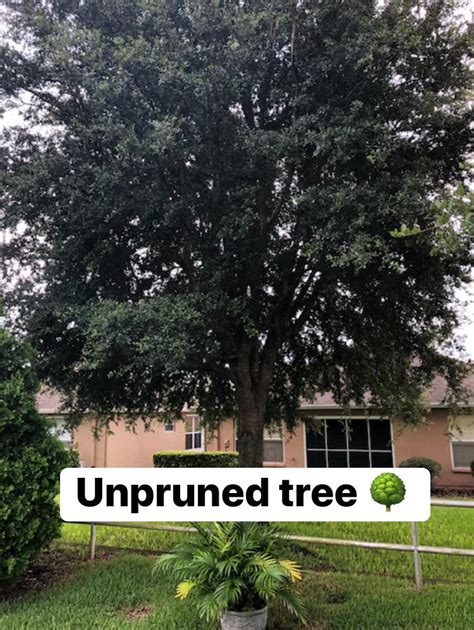 Tree Service Liberty Tree Care Tree Service Tree Trimming Tree Removal Stump Grinding