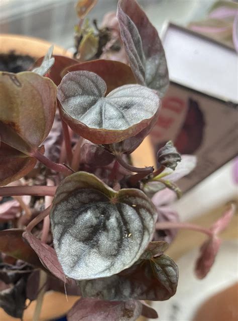 How To Treat Peperomia Leaves That Have Tiny White Ish Bugs Rhouseplants