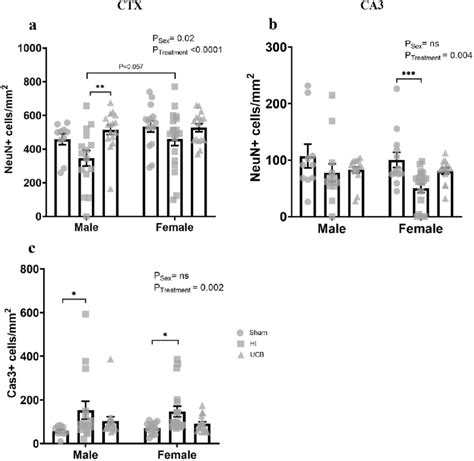 Neuron Counts And Cell Death In The Cortex And Ca3 Region Of The