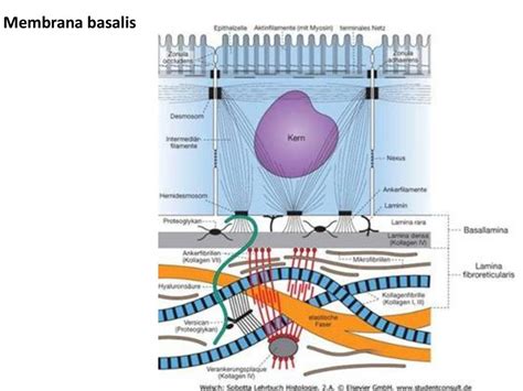 Epithelial Morphogenezis Ppt Download