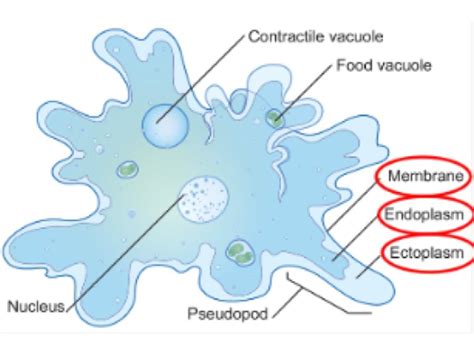 Protists Micro Ch Diagram Quizlet