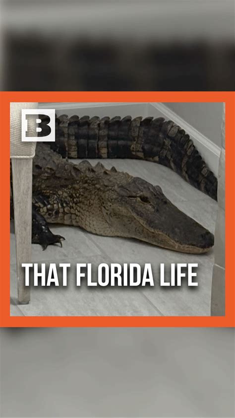 Live Heads Of Npr And Pbs Testify Before Congress Live Heads Of Npr And Pbs Testify Before