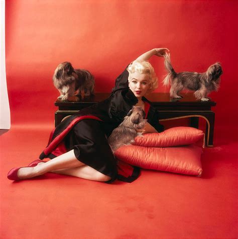 Marilyn And Dogs