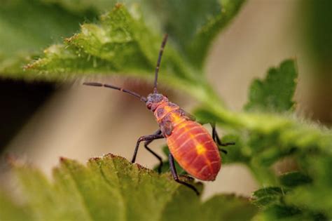 A Colourful Young Maple Bug Rwildlifephotography