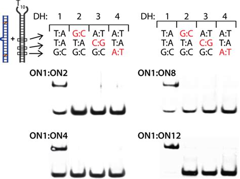 Impact Of Non Nucleotidic Bulges On Recognition Of Mixed Sequence Dsdna