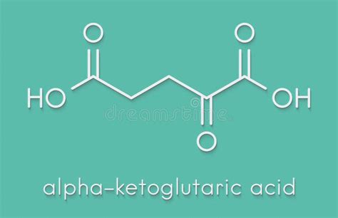 Alpha Ketoglutaric Acid Ketoglutarate Oxo Glutarate Intermediate