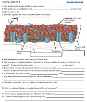 Passive Transport Biology For AP Courses OpenStax