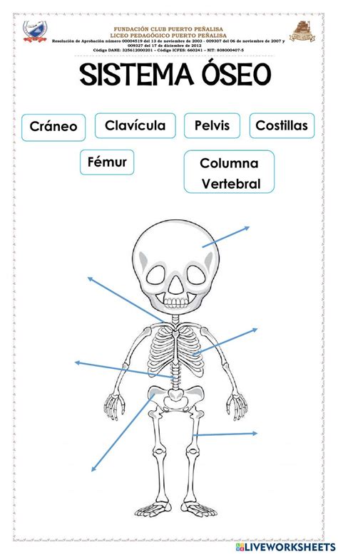 Sistema Oseo Online Exercise For Primero Sistema Oseo Huesos Del