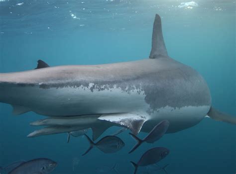 Sharks Have 2 Penises