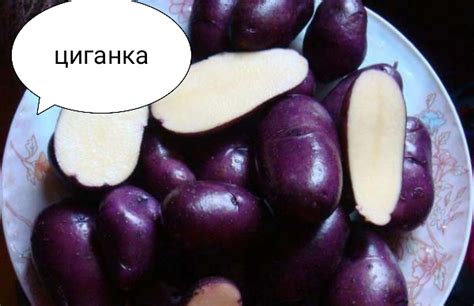 Продам посадкову картоплю циганка — Agro-Ukraine