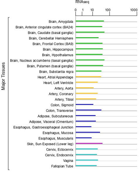 Sox9 Gene Genecards Sox9 Protein Sox9 Antibody