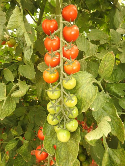 Cs 2402 Centric Seeds