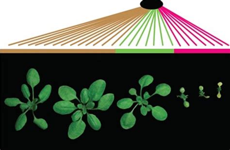 Genetic Patterns Associated With Plant Immunity NUS Biological Sciences NUS Biological Sciences
