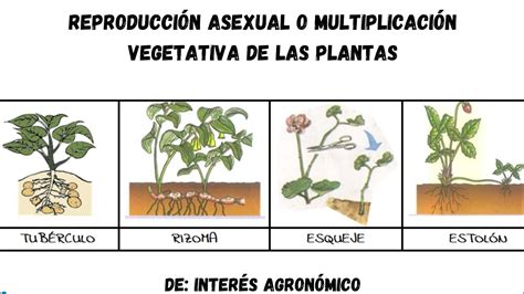 La Reproducción Vegetativa Una Forma De Multiplicar Las Plantas